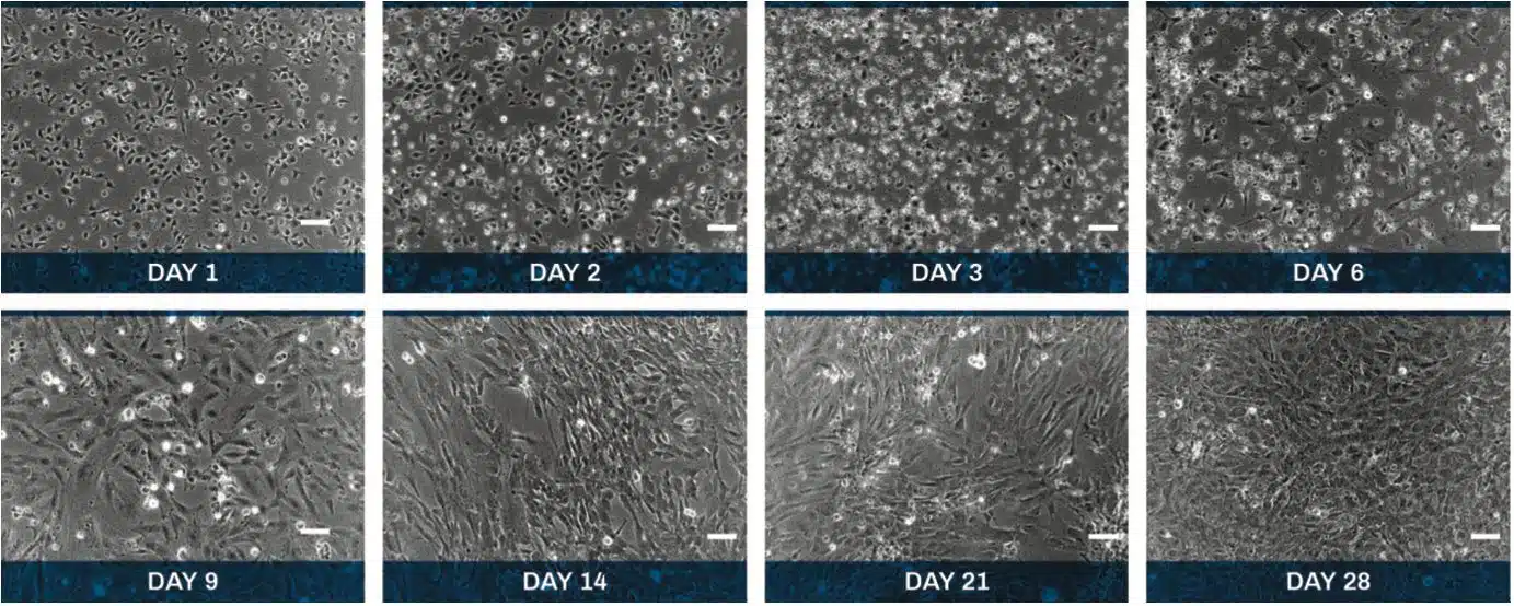 Human iPSC-Derived Astrocytes | Quick-Glia™ Astrocytes
