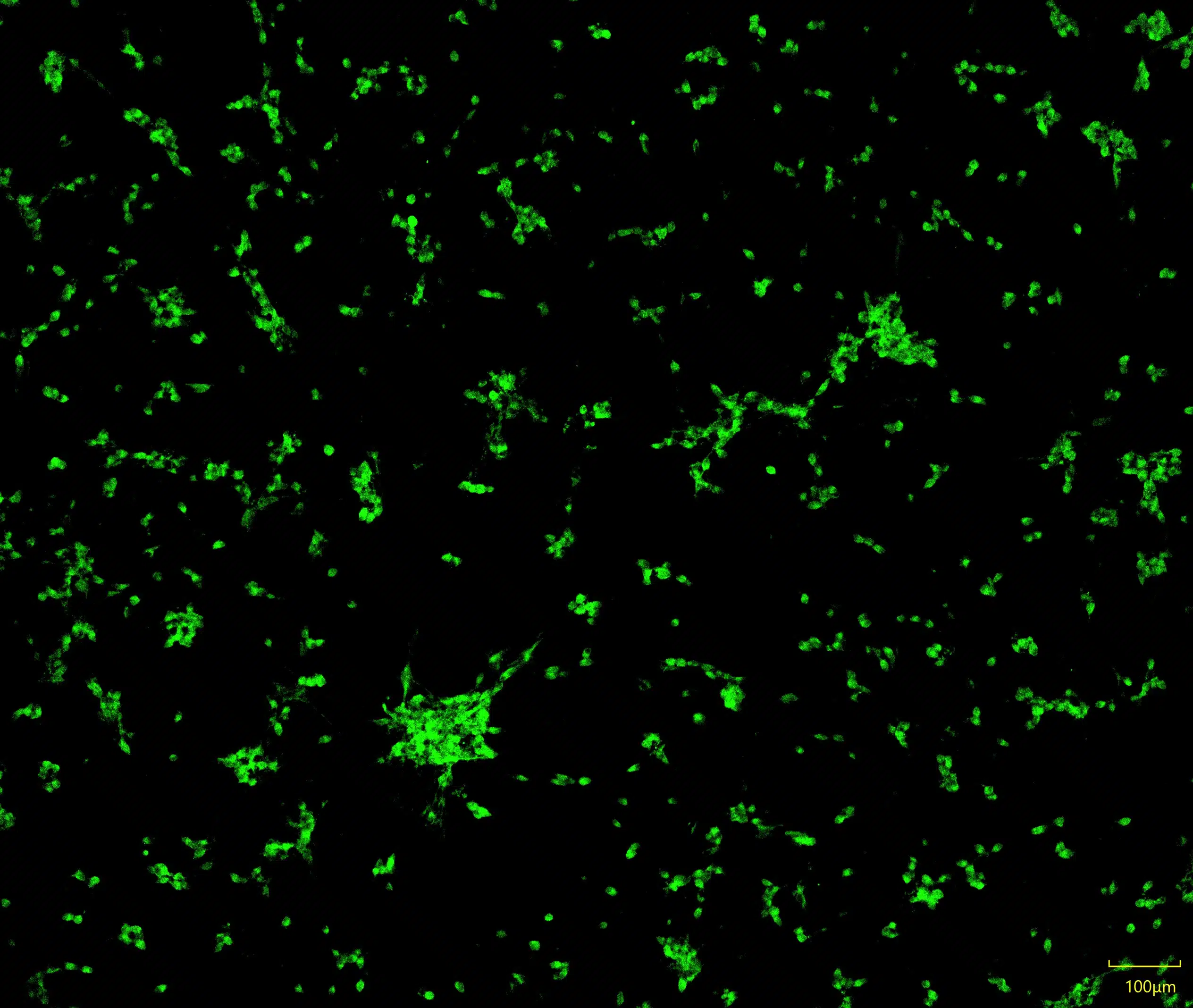 Quick-Neuron™ Cholinergic – iPSC-Derived Cholinergic Neurons