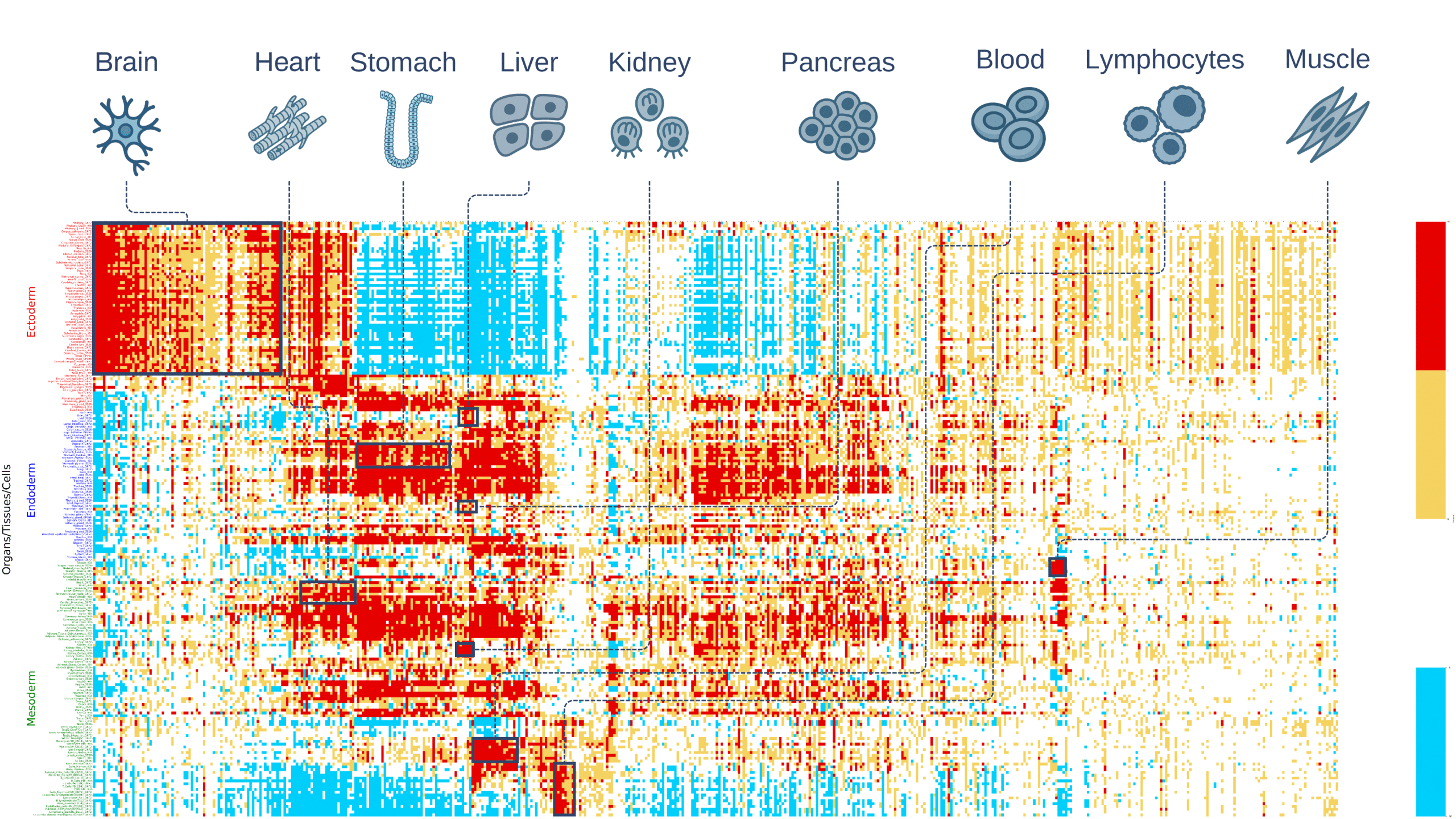 Ricoh Biosciences | iPSCs for Drug Discovery & Disease Models