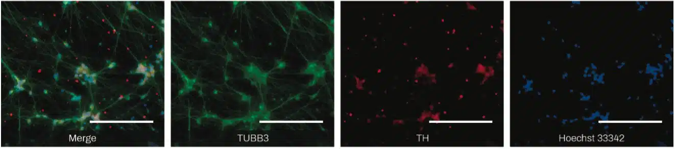 iPSC-Derived Dopaminergic Neurons | Quick-Neuron™ Dopaminergic
