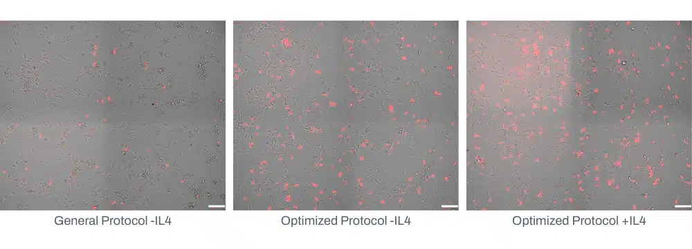 Quick-Glia™ Microglia - iPSC-Derived Microglia