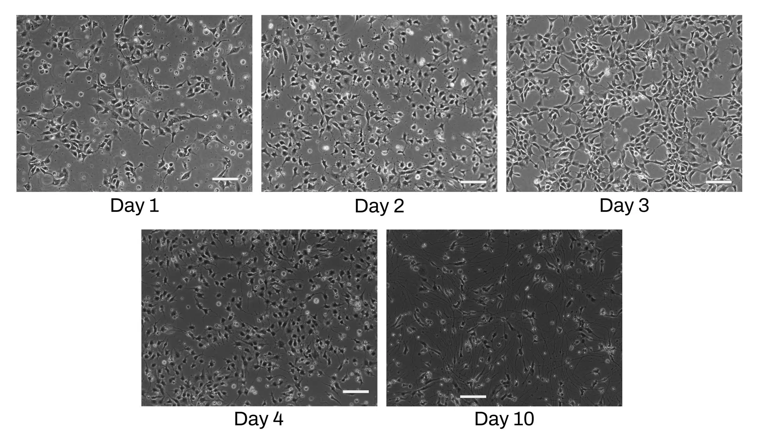 Quick-Neuron™ Motor – SeV Kit | Ricoh Biosciences, Inc.